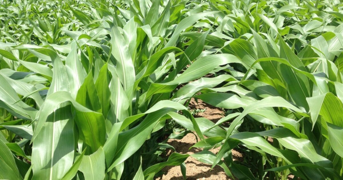 FAR Research | Good practice guide for maize forage trading