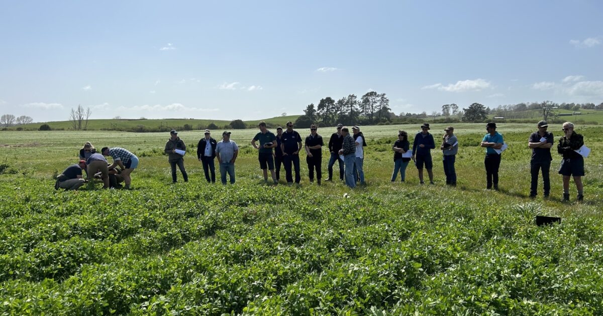 FAR Research | Cover crops and maize establishment update booklet