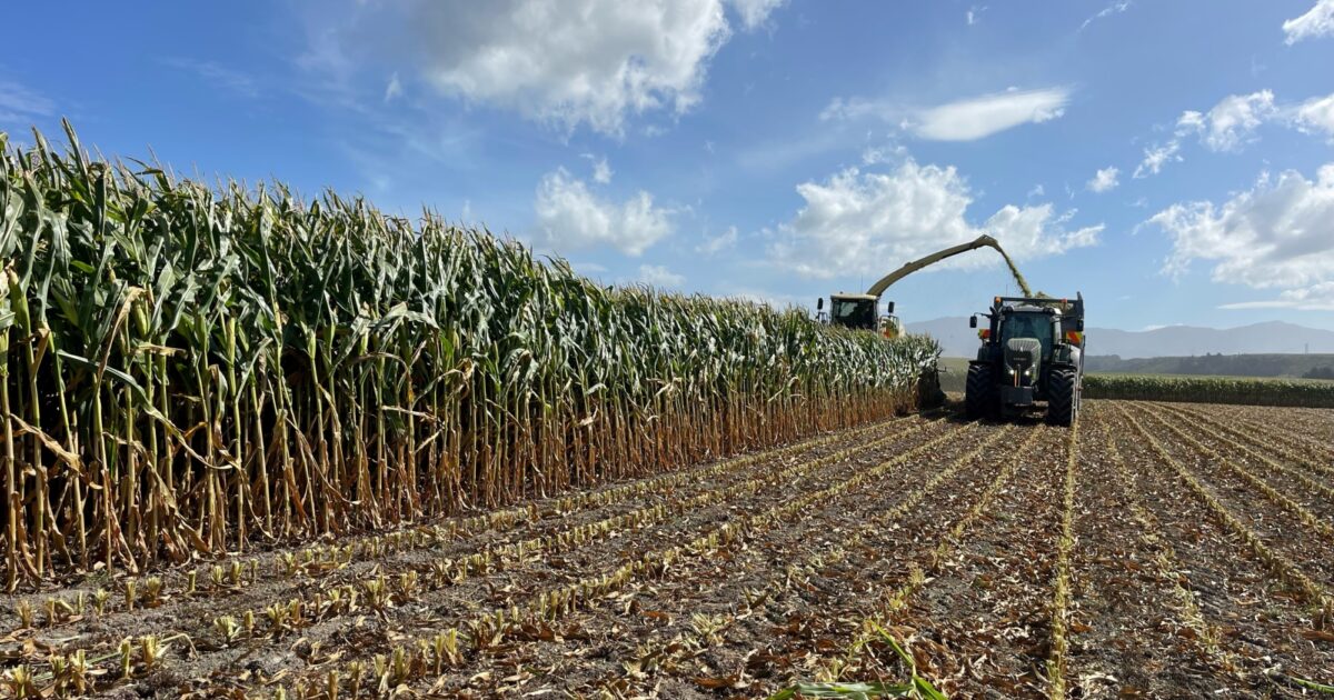 FAR Research | Impact of establishment method on maize grain and…