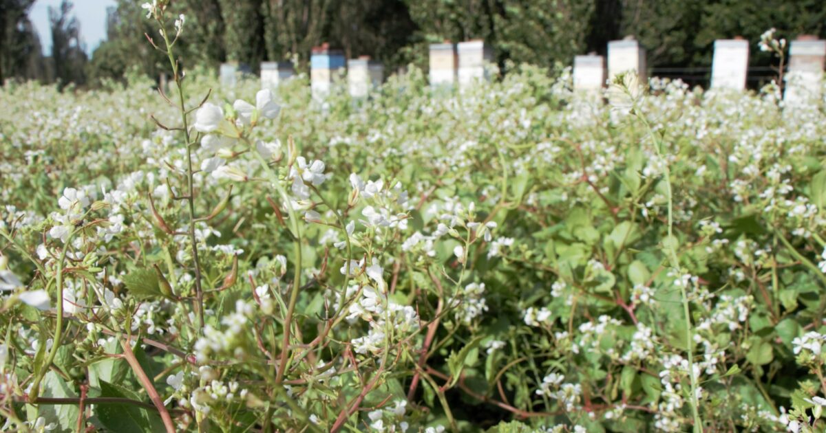 FAR Research | Seed Industry Research Centre