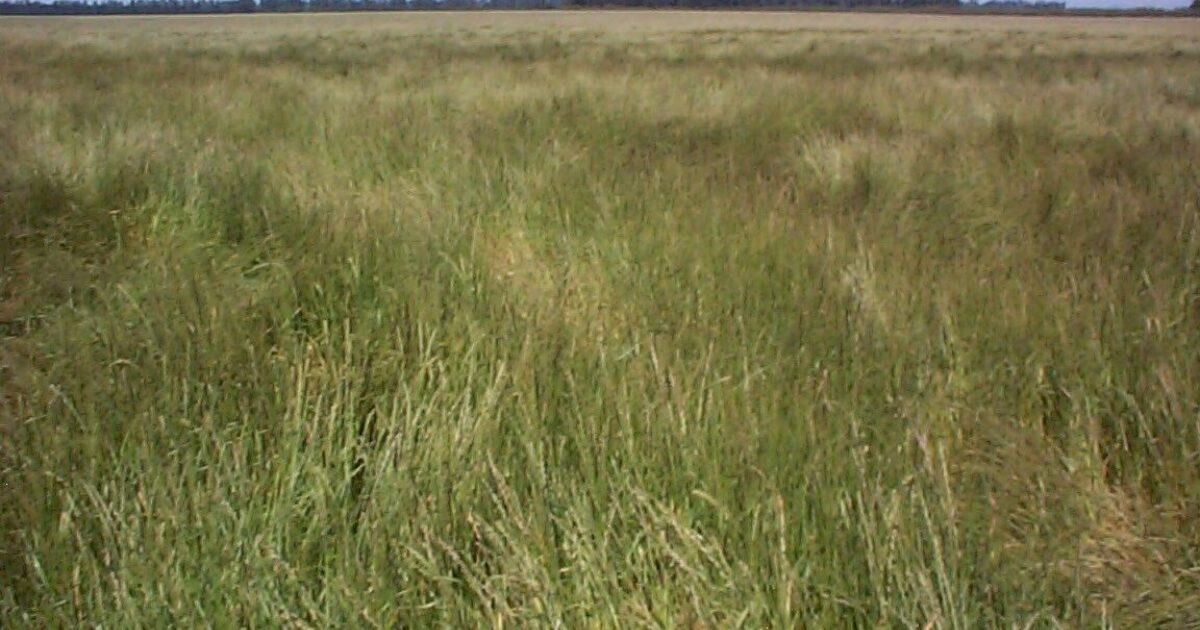 FAR Research | H80 Irrigation management for perennial ryegrass seed…