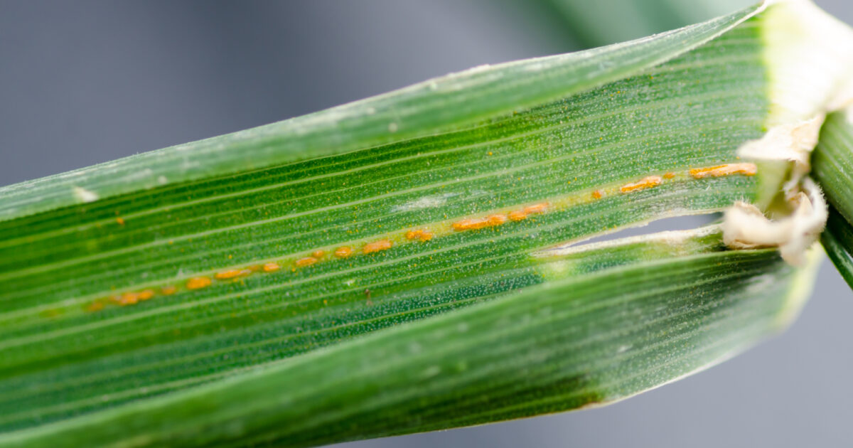 FAR Research | Speeding up agricultural compound and veterinary…