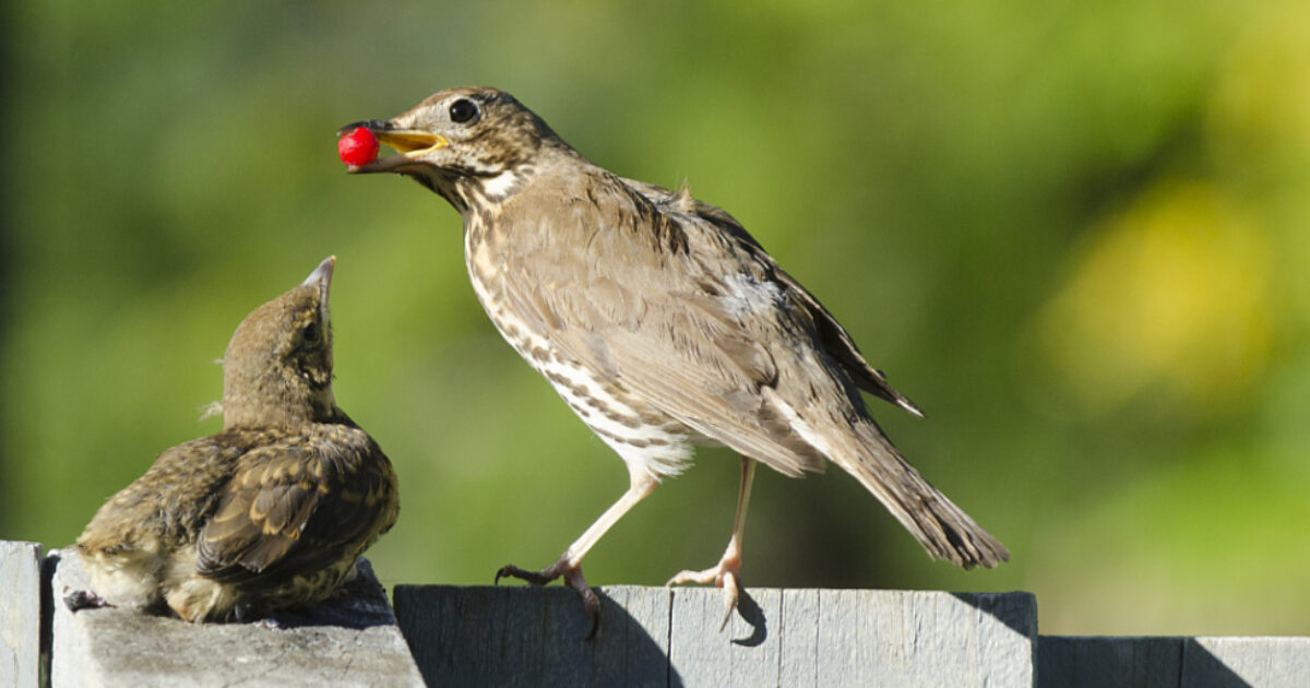 FAR Research | 'How do seeds travel?' (Teacher Support)