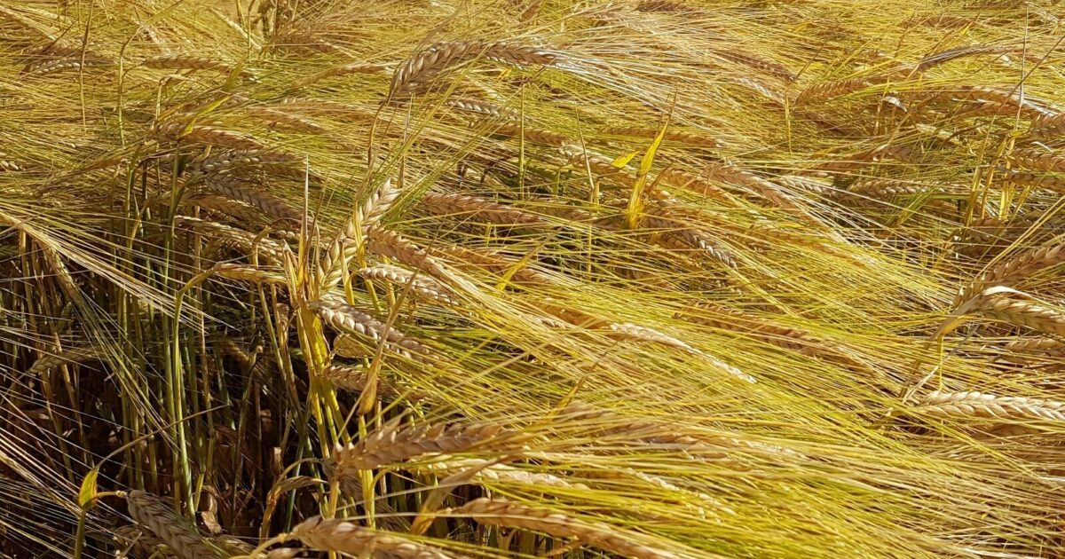 FAR Research | 2022 Cereal Disease Management