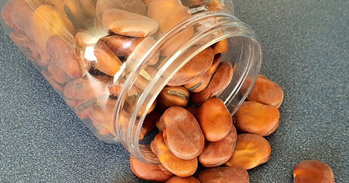 FAR Research | Bean seed dissection