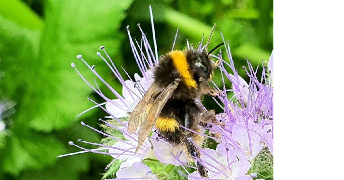 FAR Research | Bumble bee foraging
