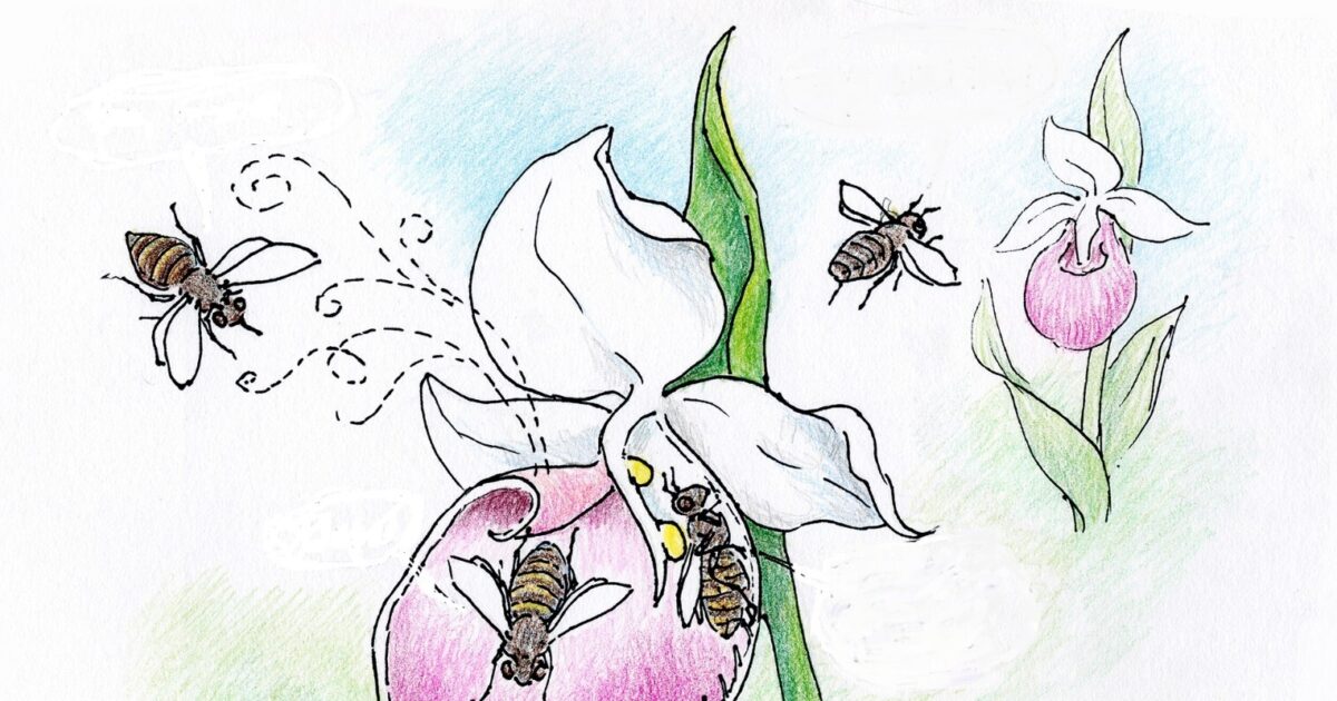 FAR Research | Moving pollen flower to flower