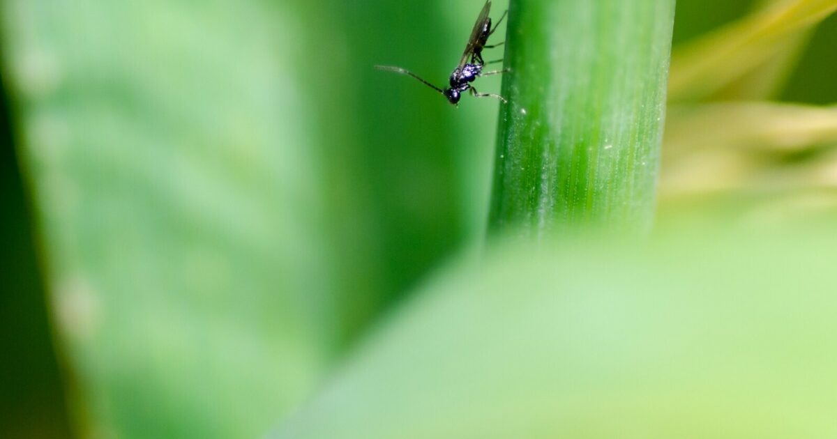 Far Research Aphid Monitoring Update