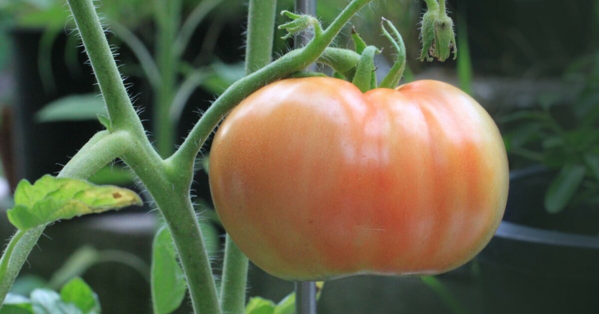 FAR Research | Biosecurity: tomato red spider mite (Tetranychus…