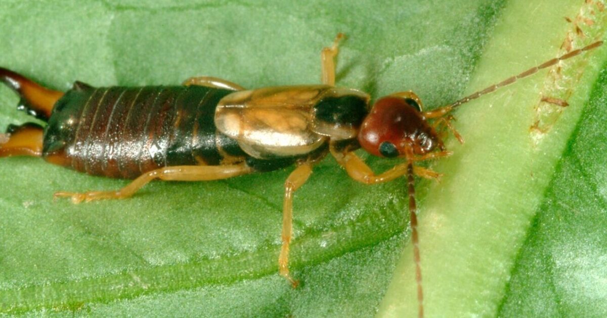 FAR Research | Garden creature spotter