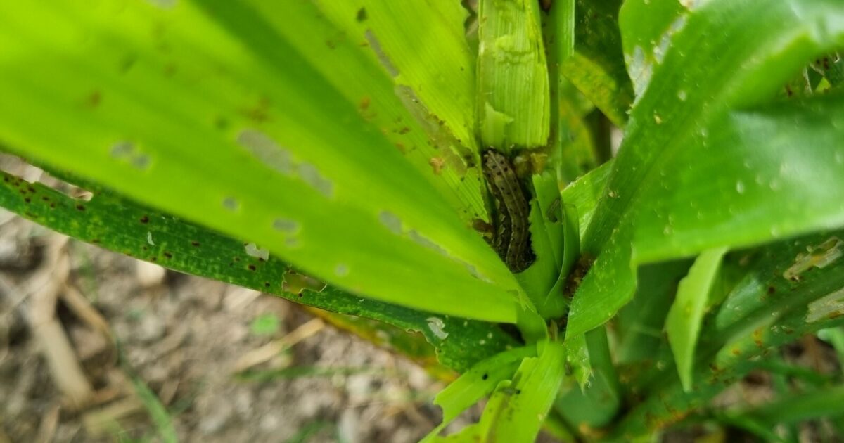 FAR Research | Fall armyworm update