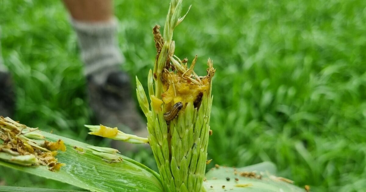 FAR Research | Fall armyworm update and management thresholds