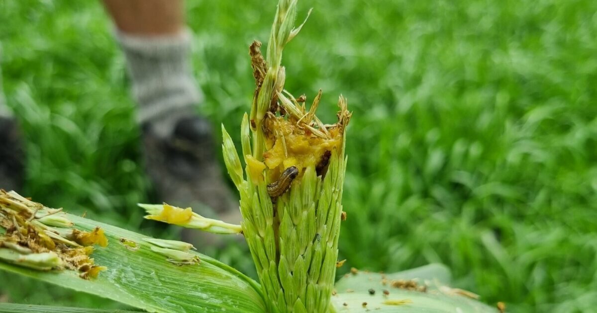 FAR Research | Fall armyworm surveillance network refined for 2025/26…