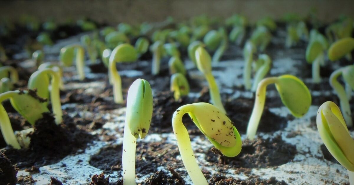 FAR Research | Stages of germination