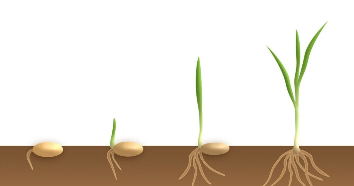FAR Research | Germination trials