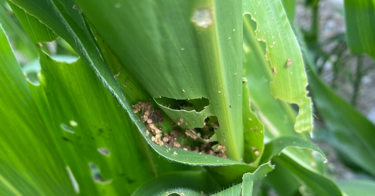 FAR Research | Fall armyworm update 20 January