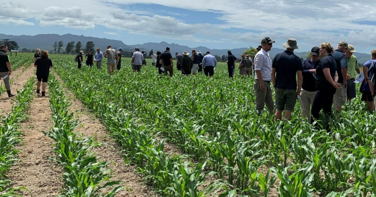 FAR Research | On-line maize programme confirmed