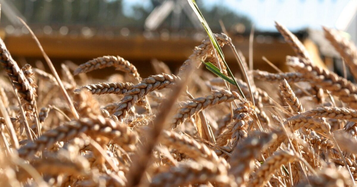 FAR Research | Cereals 222: Triazole (Group 3) fungicide options for…