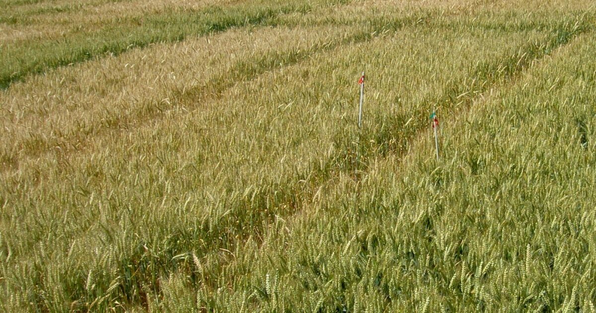 FAR Research | Catch crop guidelines - Forages for reduced nitrate…