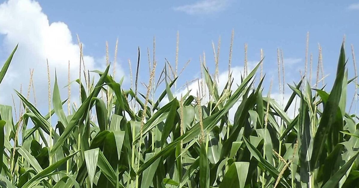 FAR Research | Cover crop x maize establishment & soil quality review…