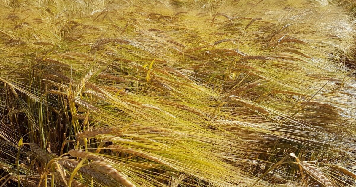 FAR Research | 2022/22 Spring sown wheat and barley cultivar…