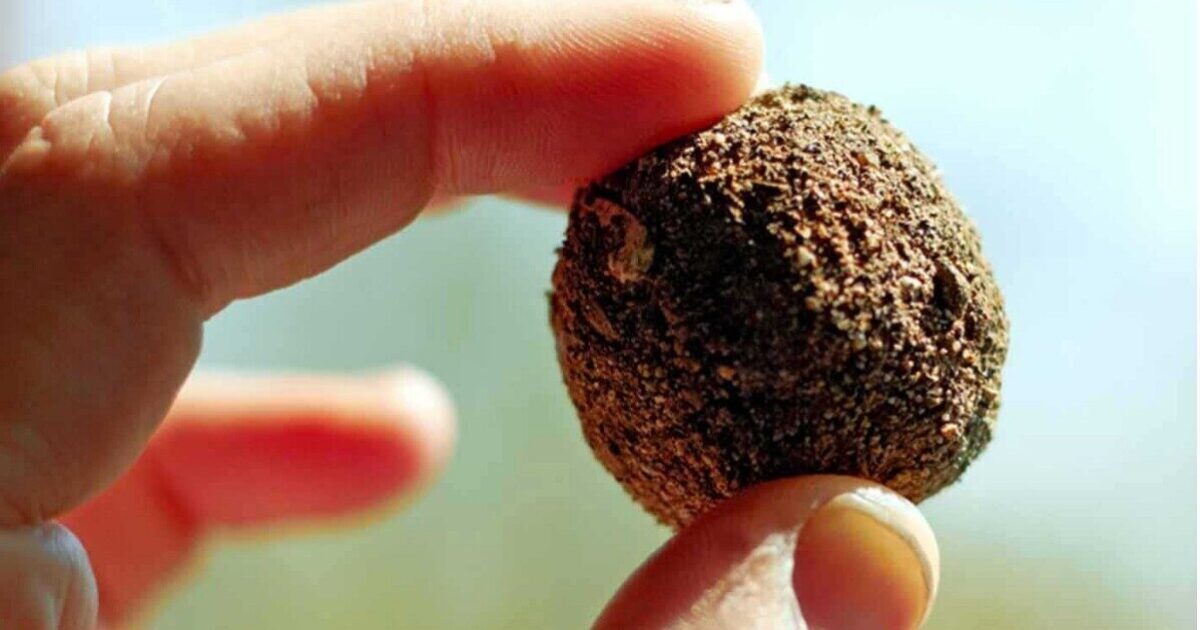 FAR Research | Seed bombs