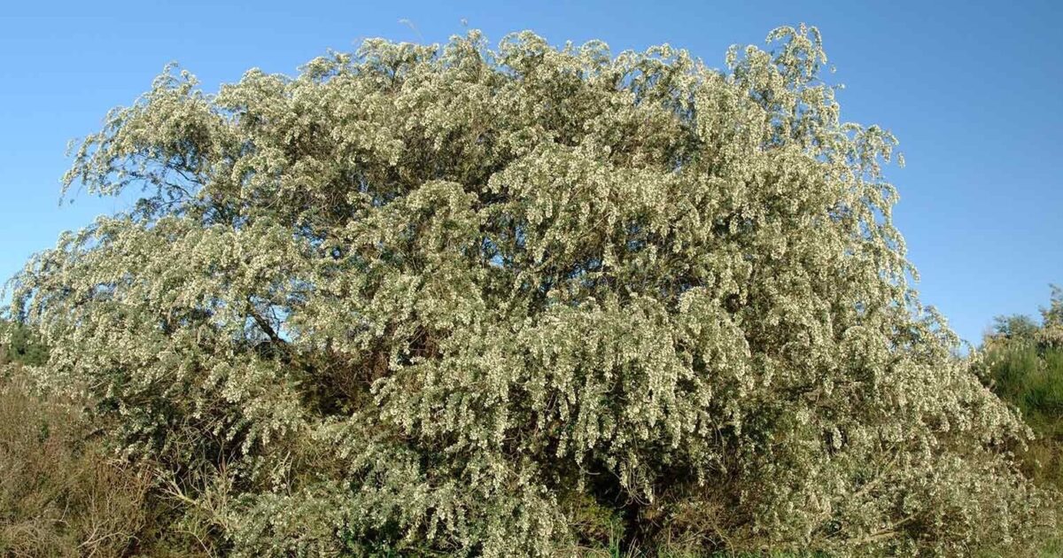 FAR Research | Introduced 'trees for bees' Spotter Guide