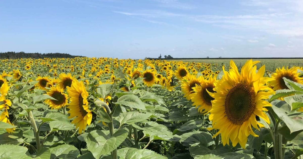 FAR Research | Bee, Wasp, Drone Fly