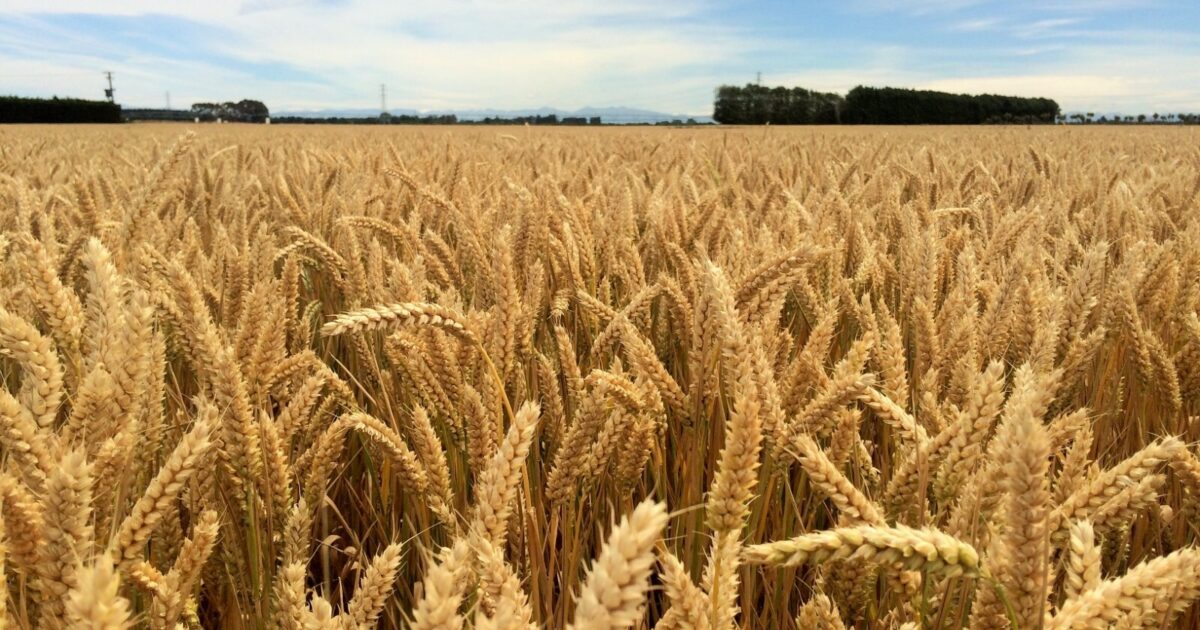 FAR Research | AIMI New Zealand survey of cereals areas and volumes:…