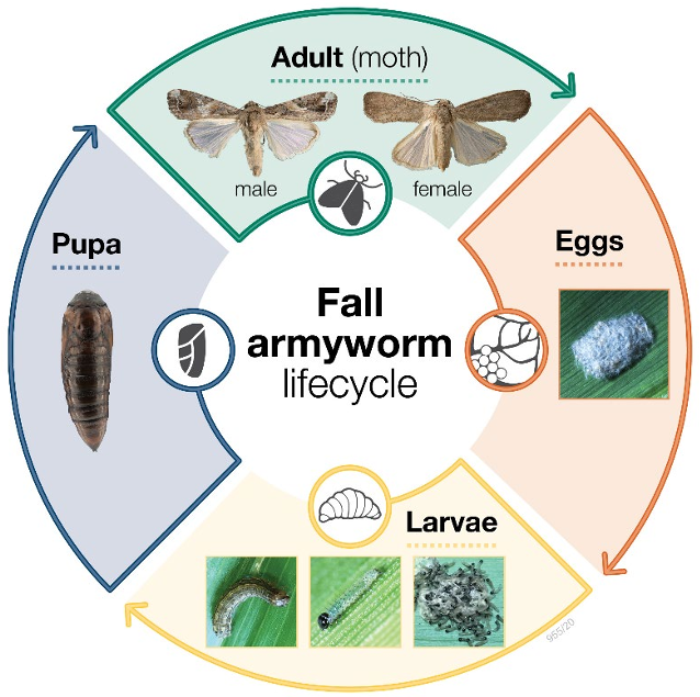 FAR Research | Fall armyworm update 6 April 2023