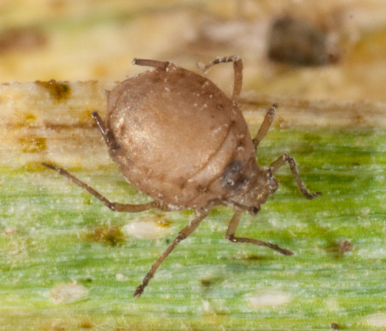 Far Research Aphid Monitoring Update