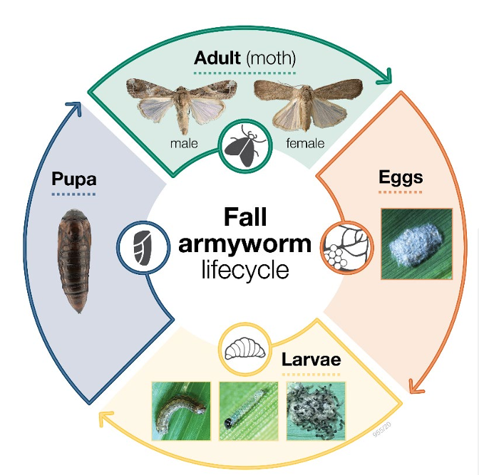 FAR Research | Fall armyworm update 10 February 2023